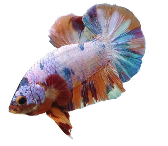 Shop cá betta online số 1 tại TpHCM - Shop Heo