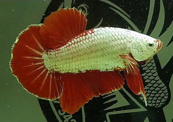 Tổng hợp những mẫu betta rồng đỏ, rồng đen, rồng vàng đẹp mới nhất ...