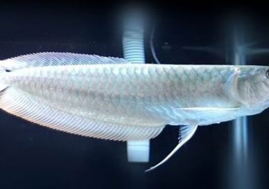 Shop cá betta online số 1 tại TpHCM - Shop Heo