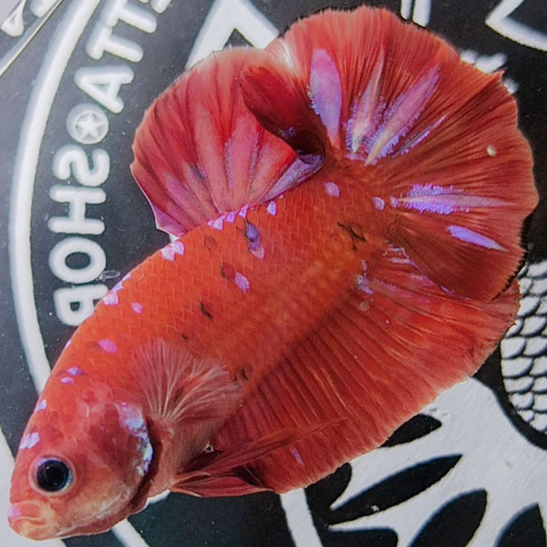 Cập nhật bảng giá Cá Betta KOI mới nhất hiện nay