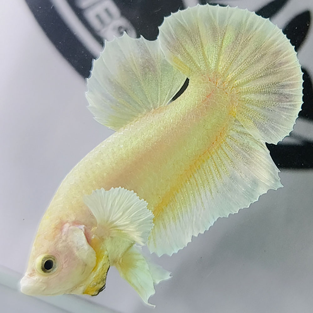 Cập nhật bảng giá cá betta đẹp chất lượng cao mới nhất hiện nay