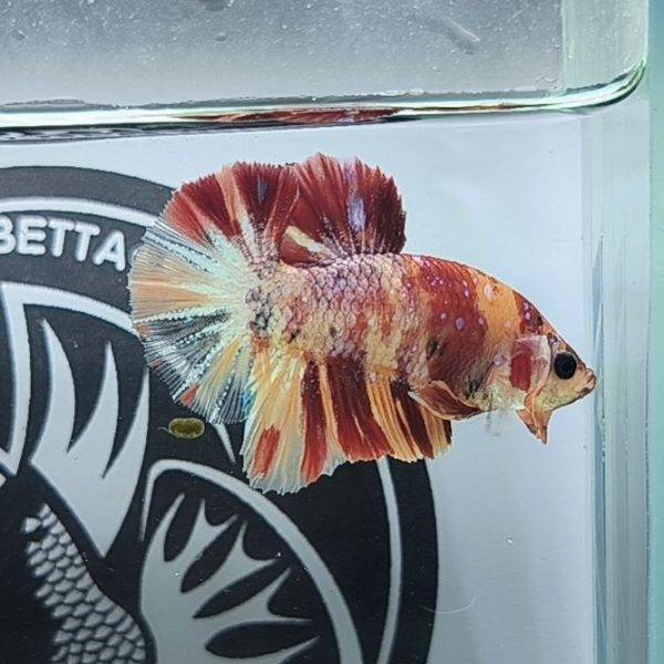 Cập nhật bảng giá cá Betta Candy mới nhất hiện nay